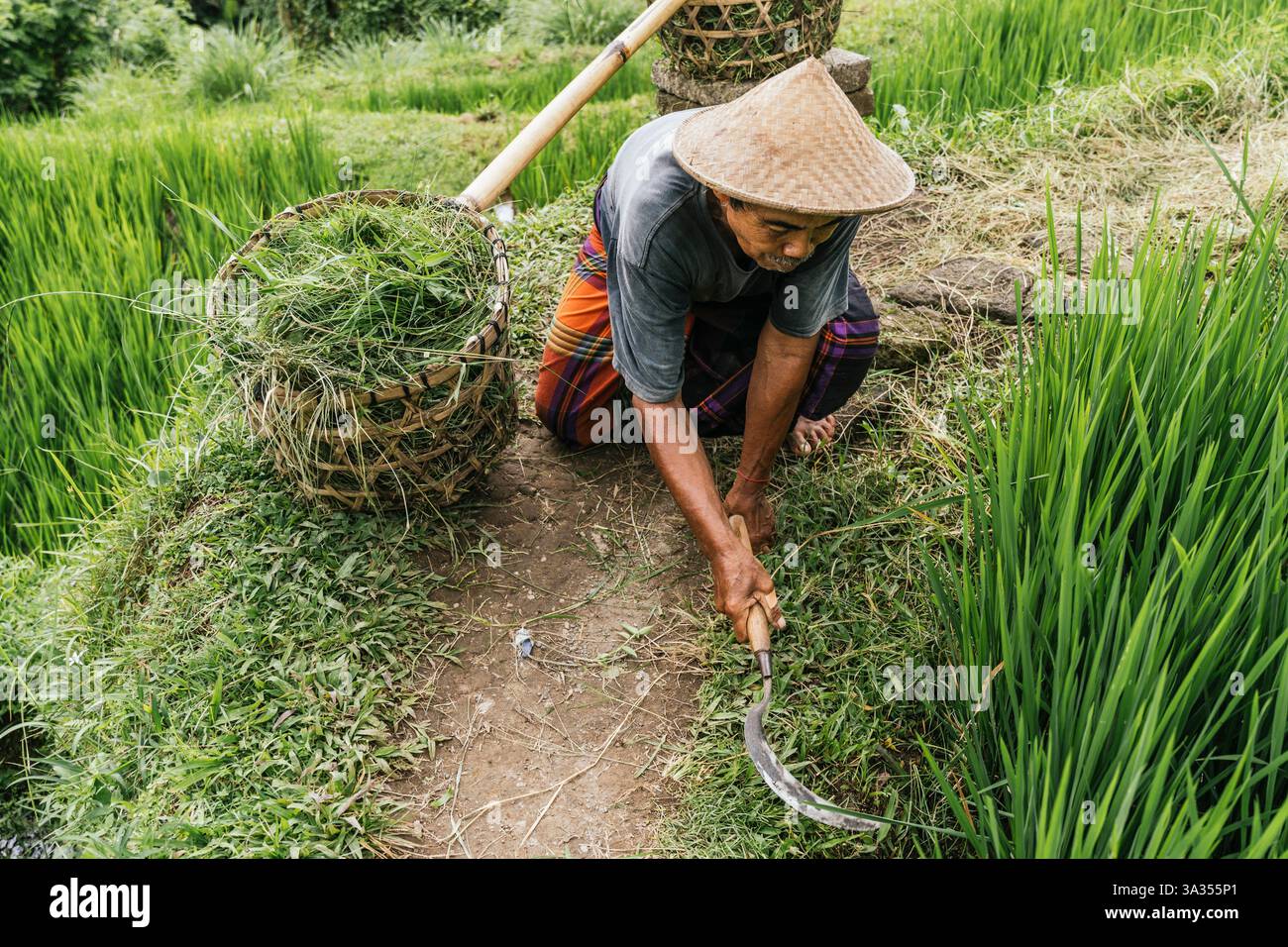 Man trims grass in vibrant hi-res stock photography and images - Alamy