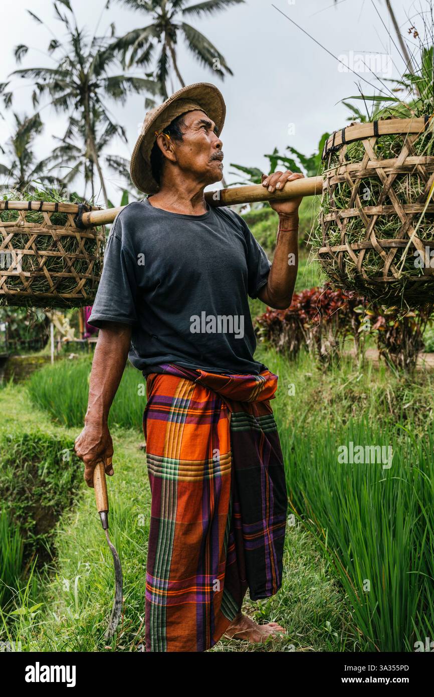 A man in traditional attire carries baskets on a yoke in a lush rice ...