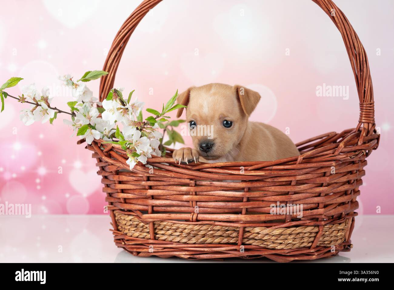 A charming Toy Terrier puppy peers out from a wicker basket, surrounded ...