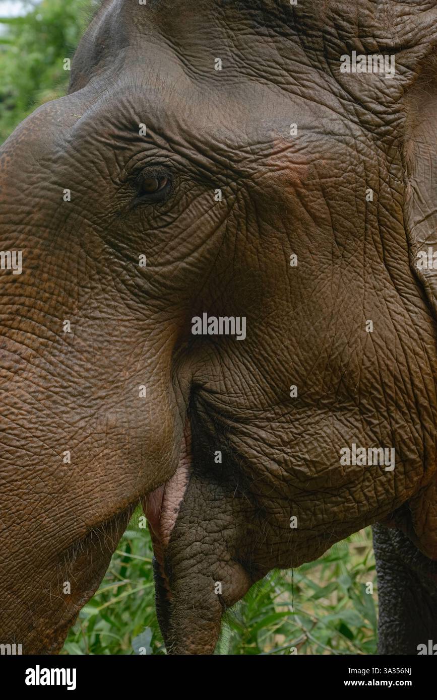 A detailed close-up of an Asian elephant in Thailand, showcasing its ...