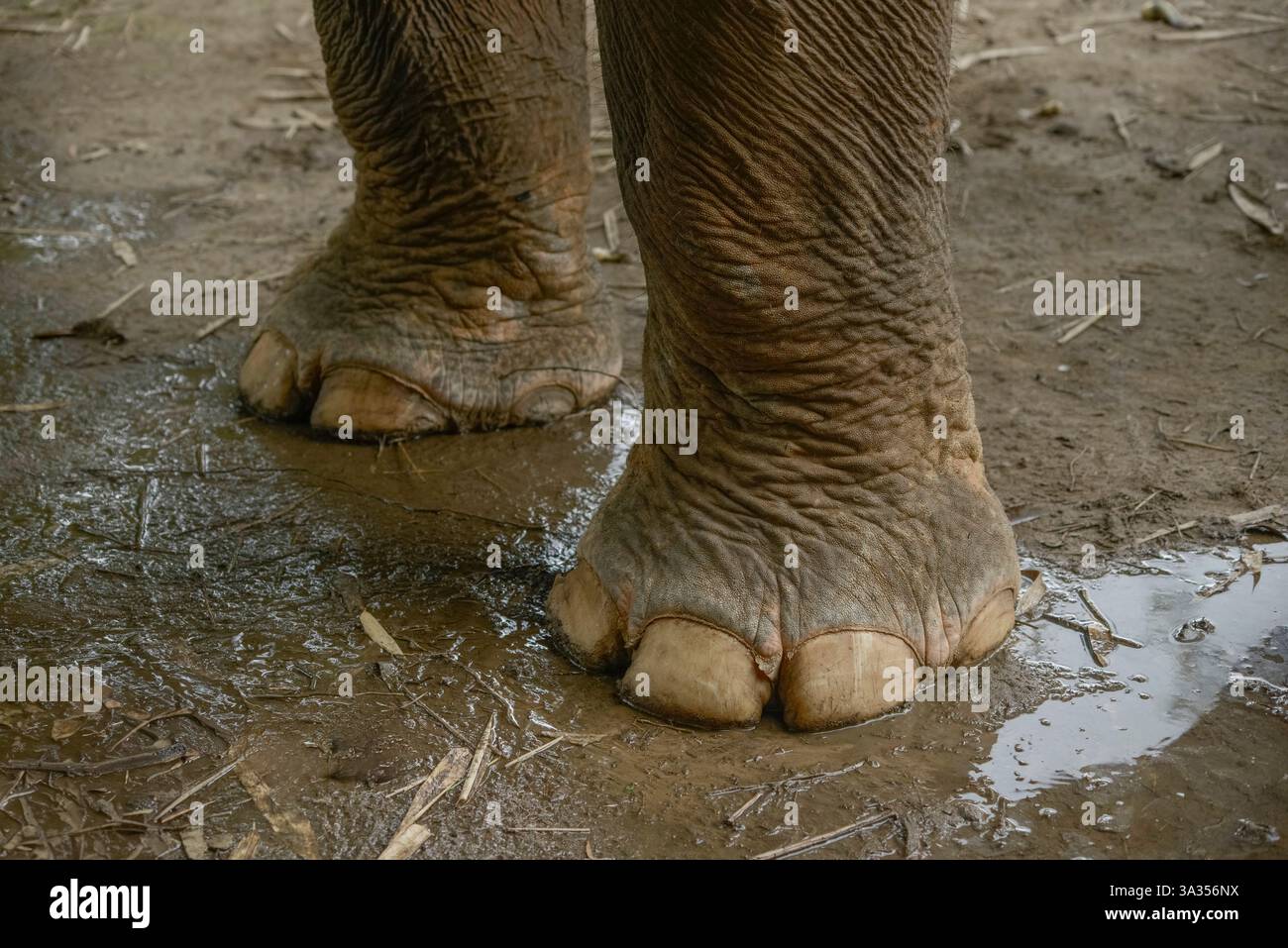 Detailed close-up of Asian elephant feet standing in muddy terrain ...