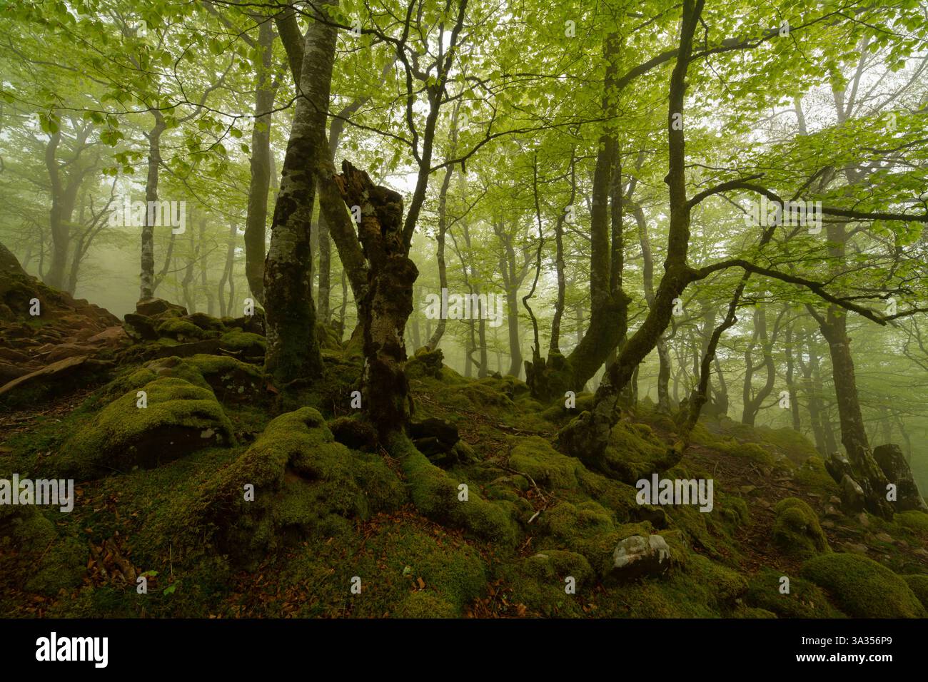 Discover a magic forest scene, featuring lush greenery, towering trees ...