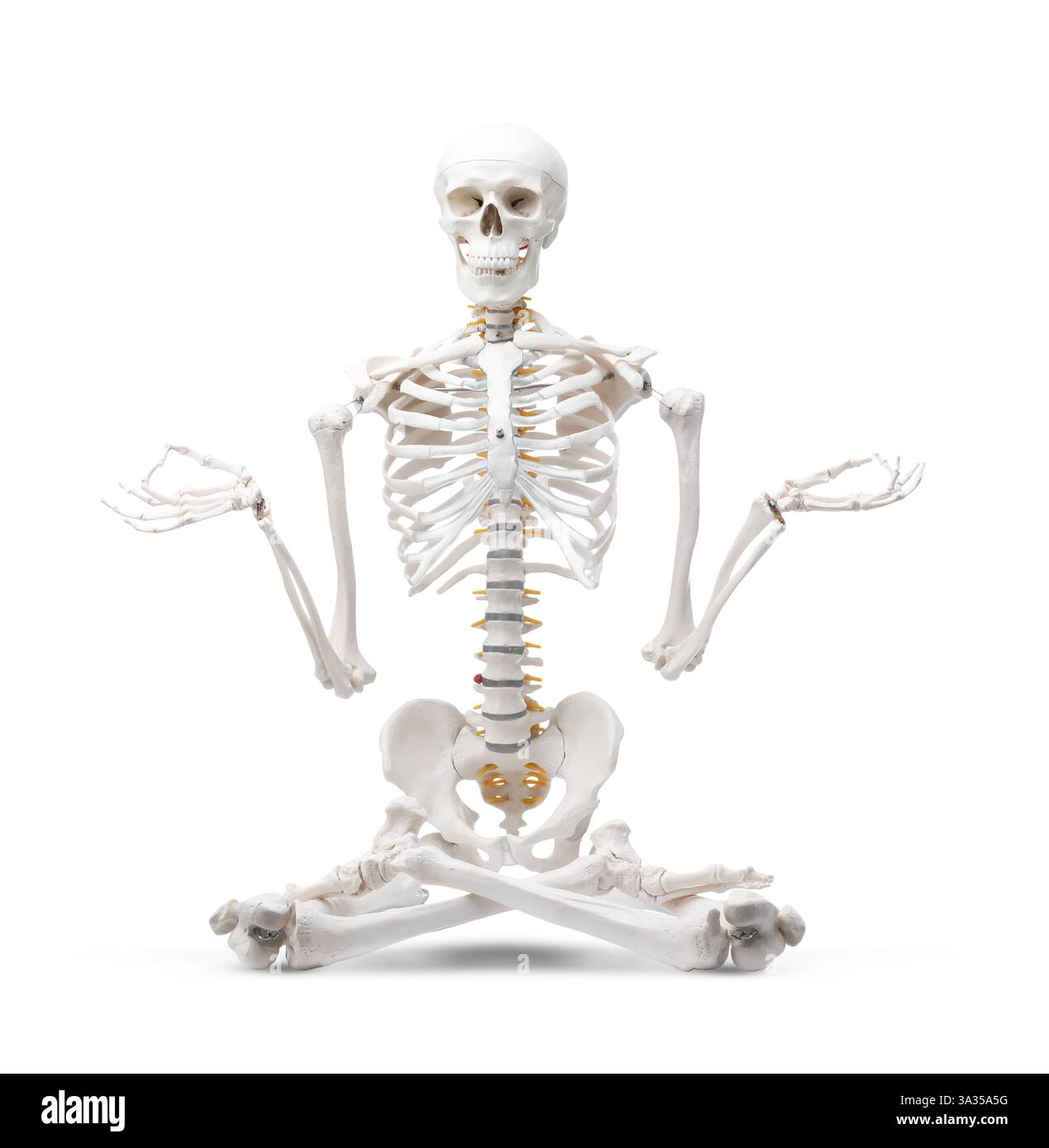 Artificial human skeleton model isolated on white Stock Photo - Alamy
