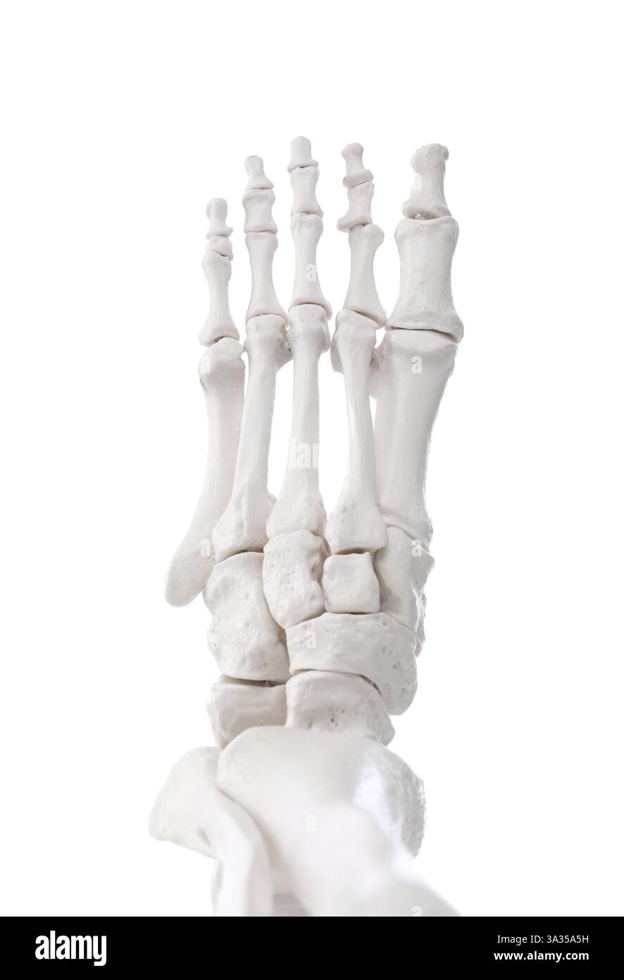 Artificial human skeleton model isolated on white, closeup Stock Photo ...