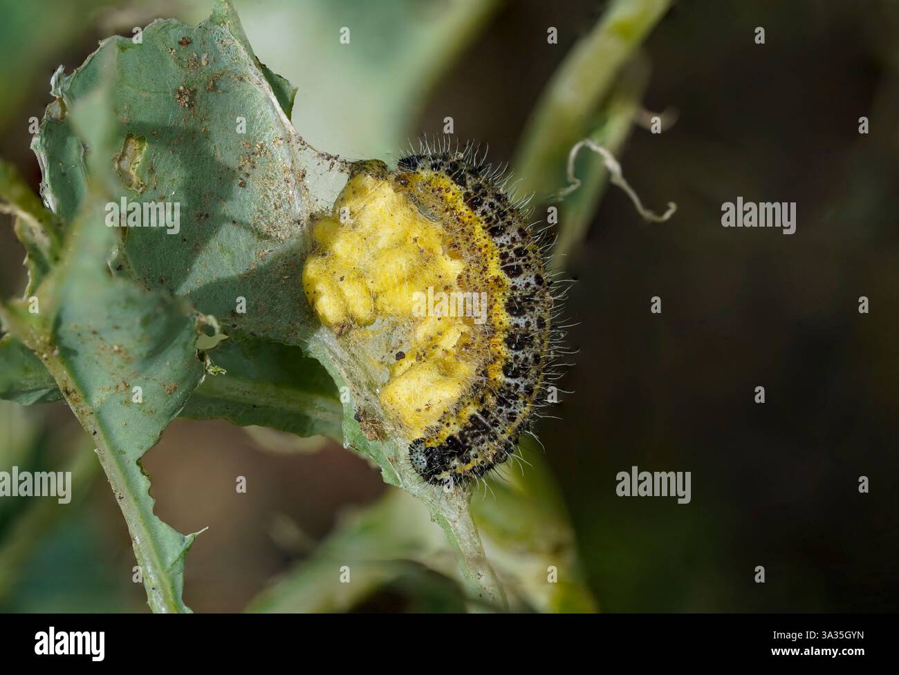 Wasp (Cotesia glomerata) cocoons parasiting outside of Cabbage ...