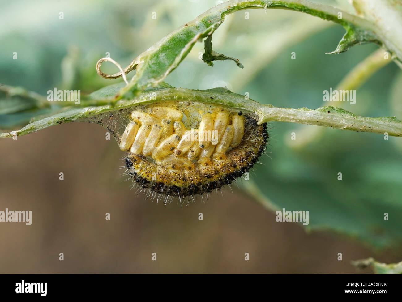 Wasp (Cotesia glomerata) cocoons parasiting outside of Cabbage ...