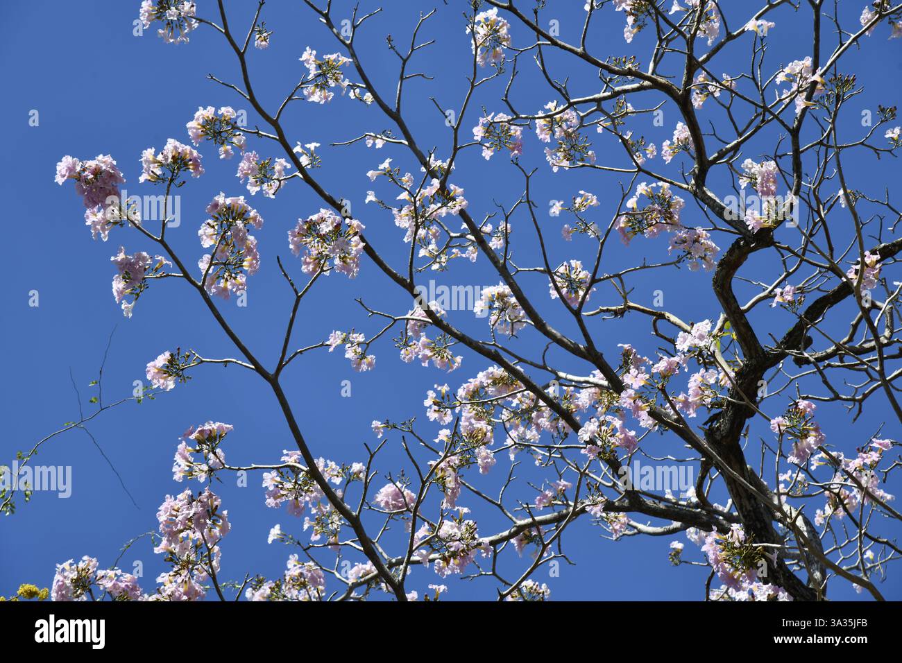 Cortez tree costa rica hi-res stock photography and images - Alamy