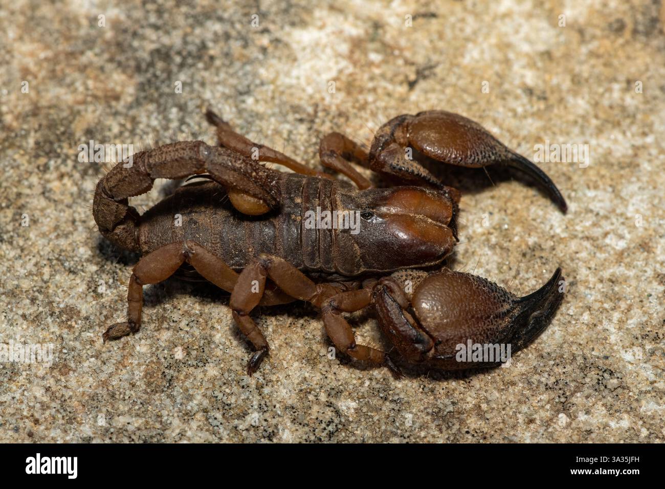 A beautiful Tugela Burrowing Scorpion (Opistophthalmus praedo) from the ...
