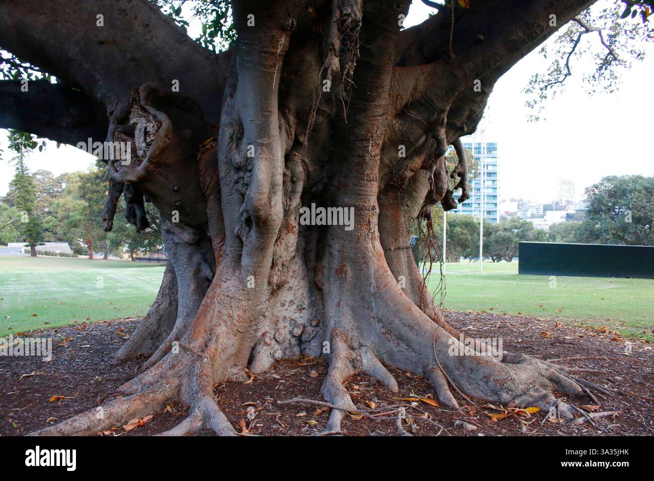 Feigenbaum australien hi-res stock photography and images - Alamy