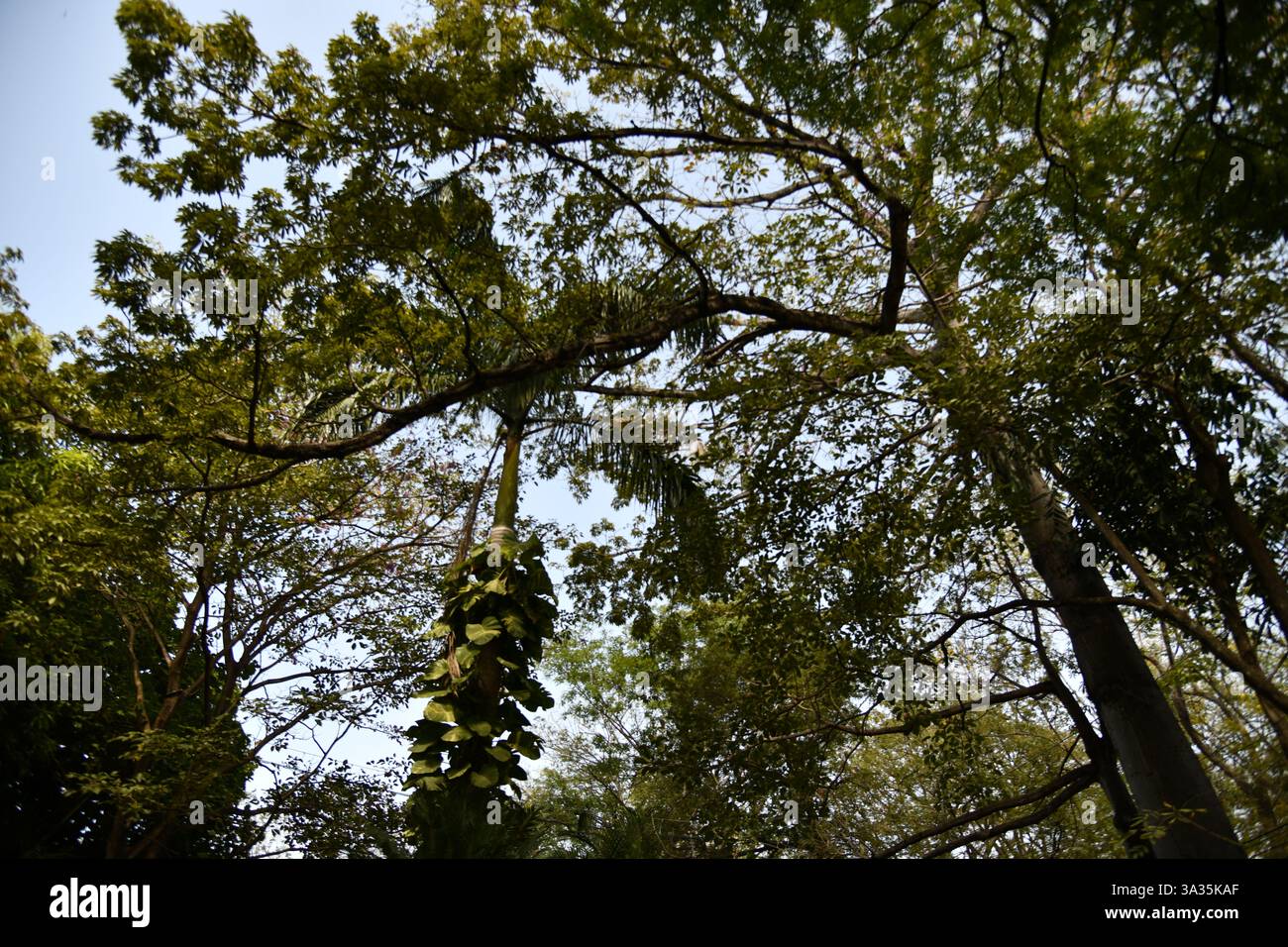 Canopy of large trees in equatorial jungle Stock Photo - Alamy