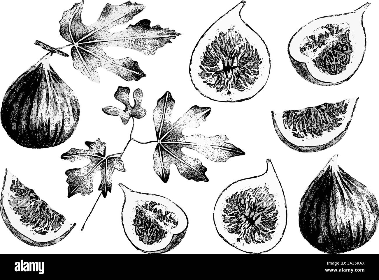 Set of fig fruit with leaves. Vector illustration. Botanical drawing of ...