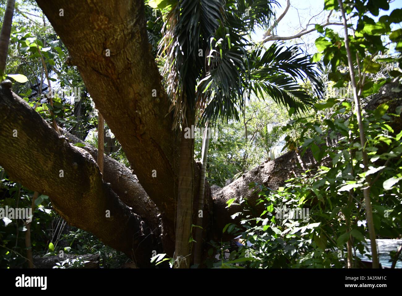 Canopy of large trees in equatorial jungle Stock Photo - Alamy