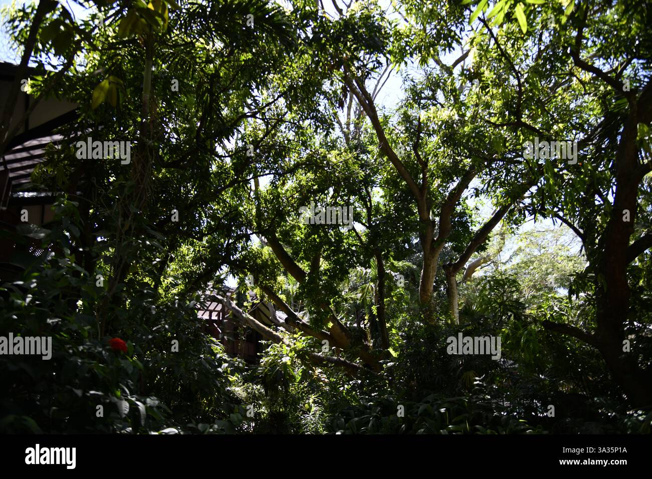 Canopy of large trees in equatorial jungle Stock Photo - Alamy