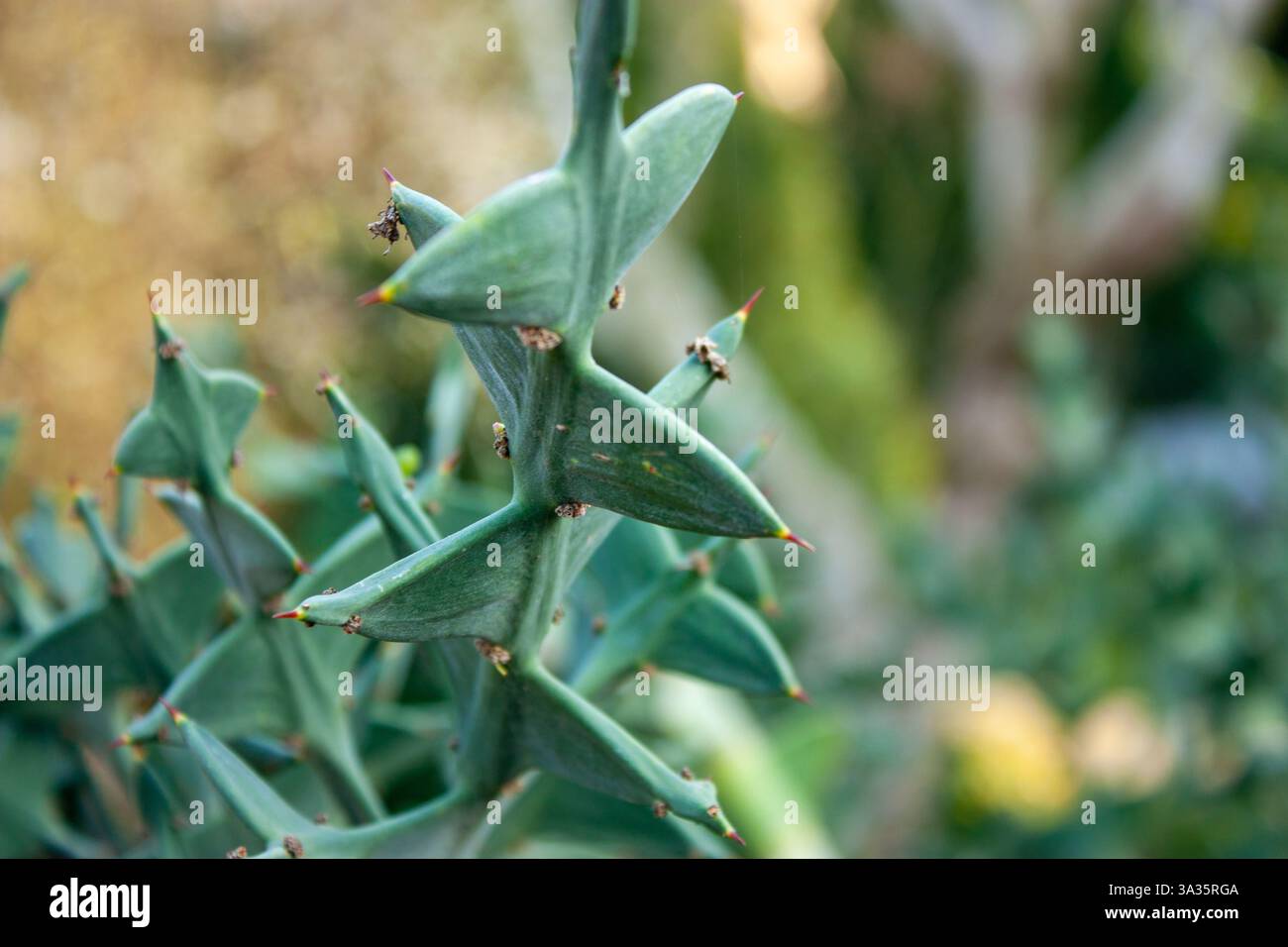 Exploring textures patterns lush green hi-res stock photography and ...