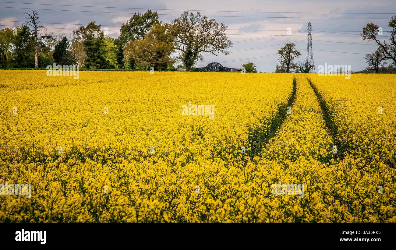 Fields rapeseed oil production hi-res stock photography and images - Alamy