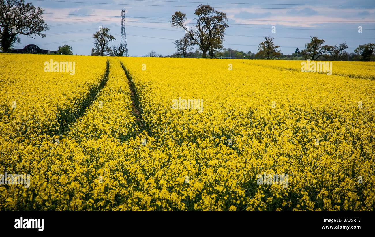 Fields rapeseed in south hi-res stock photography and images - Alamy