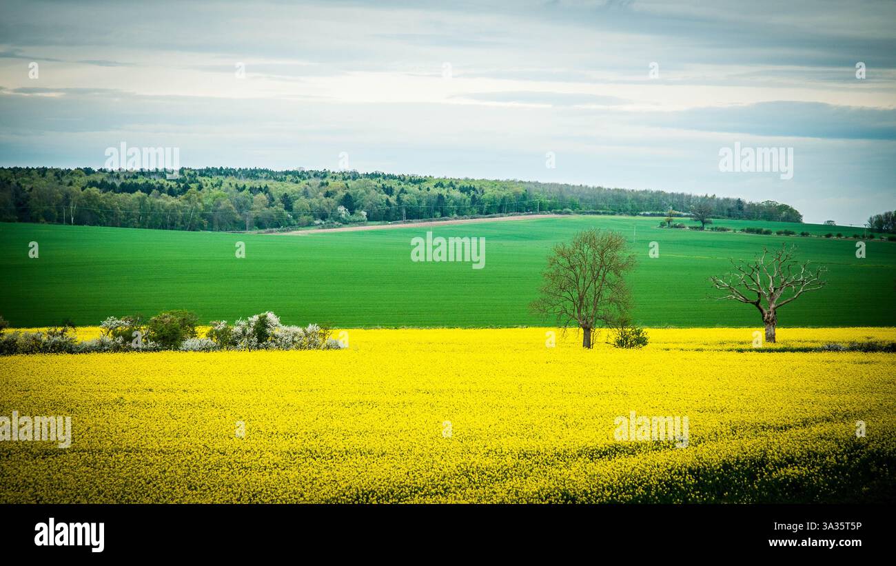 Fields rapeseed in south hi-res stock photography and images - Alamy