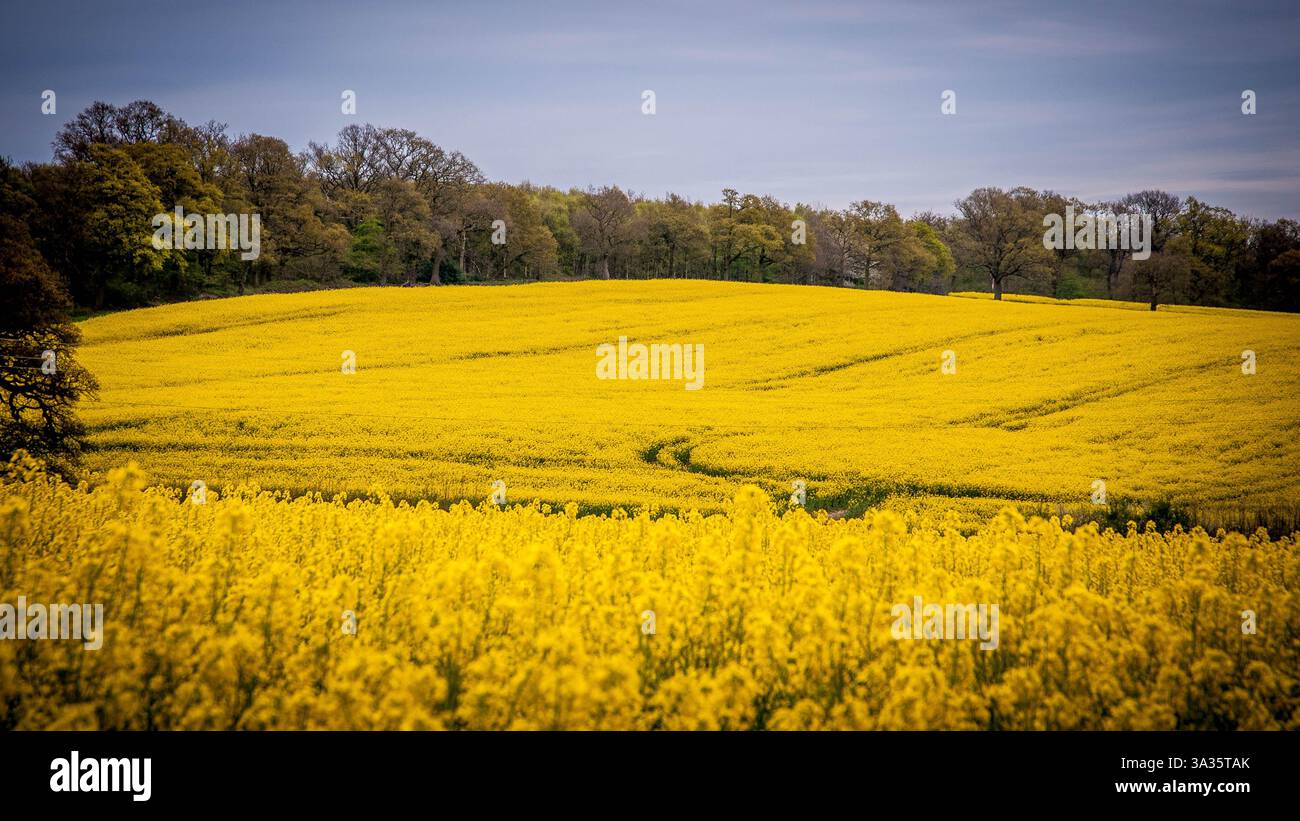 Fields rapeseed in south hi-res stock photography and images - Alamy