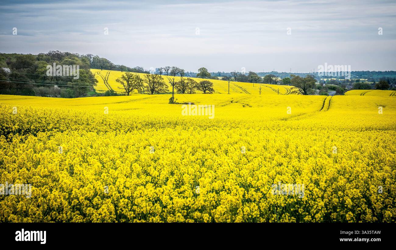 Fields rapeseed in south hi-res stock photography and images - Alamy