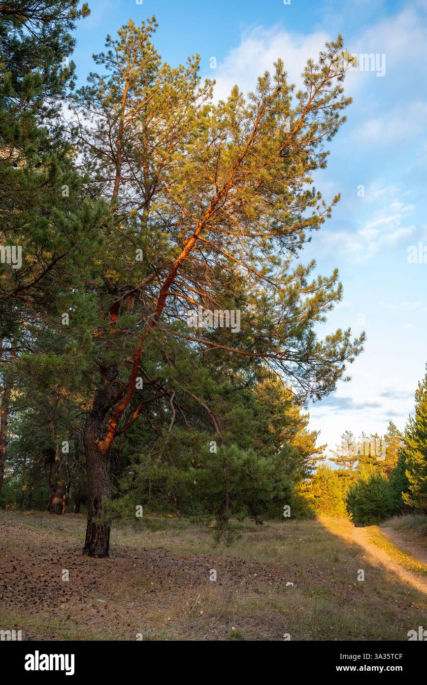Breathtaking scenery tall pine trees hi-res stock photography and ...