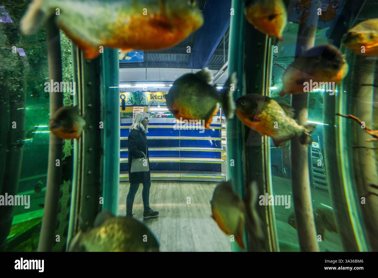 Duisburg, Germany. 14th Mar, 2025. A few piranhas can still be seen in ...