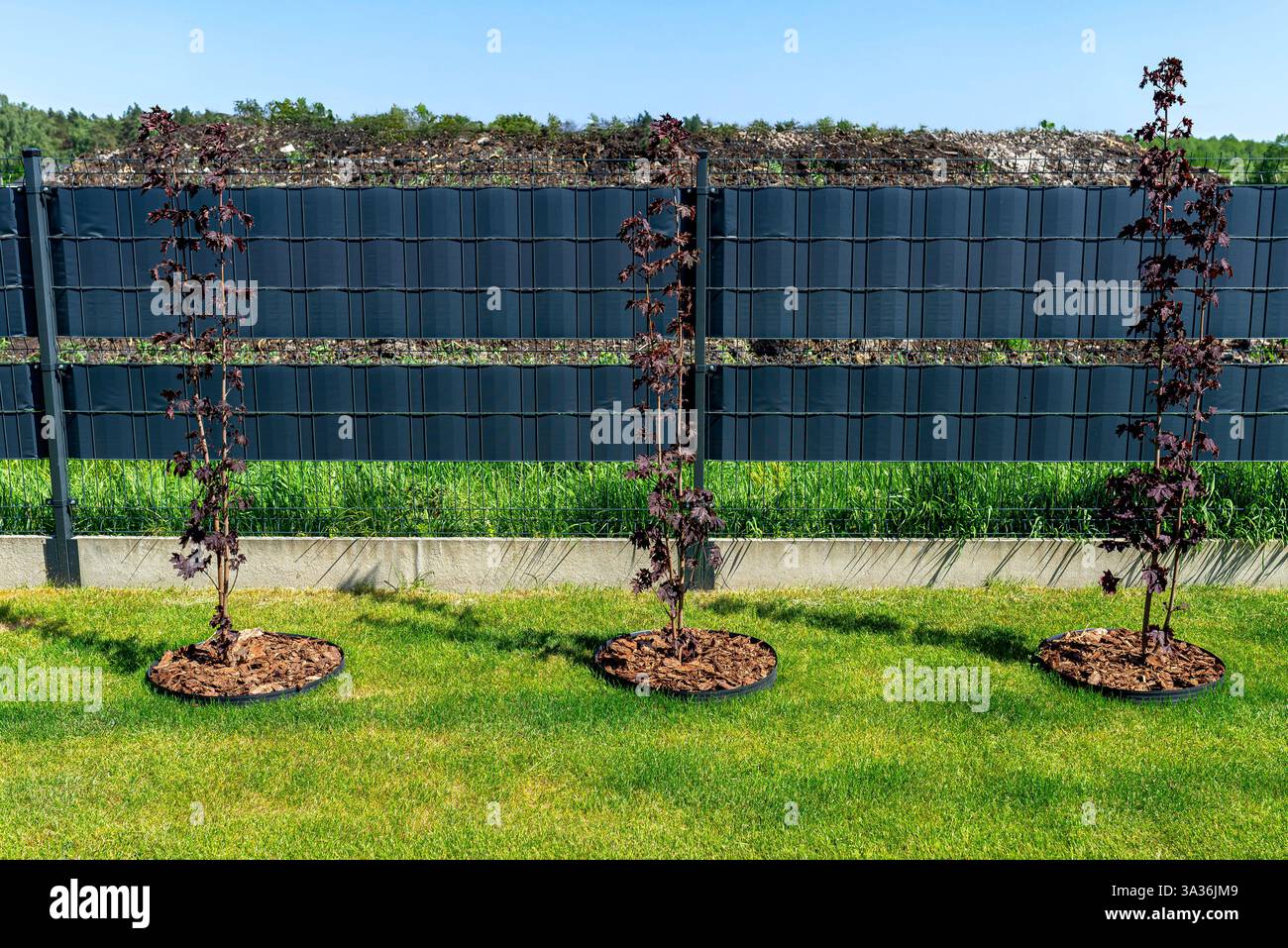 Columnar maple hi-res stock photography and images - Alamy