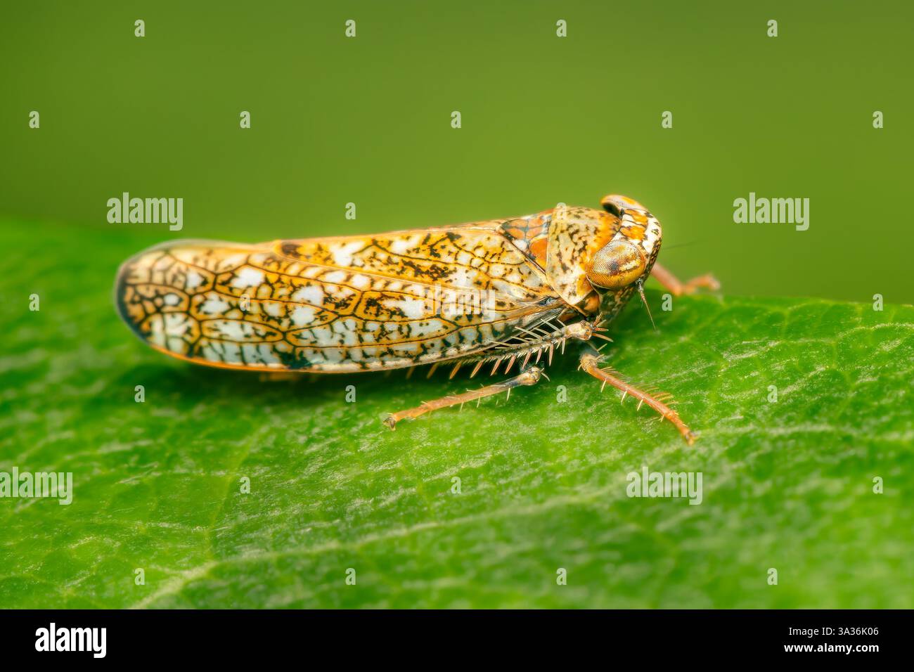 Side view on a colorful Orientus ishidae hemiptera with green blurred ...
