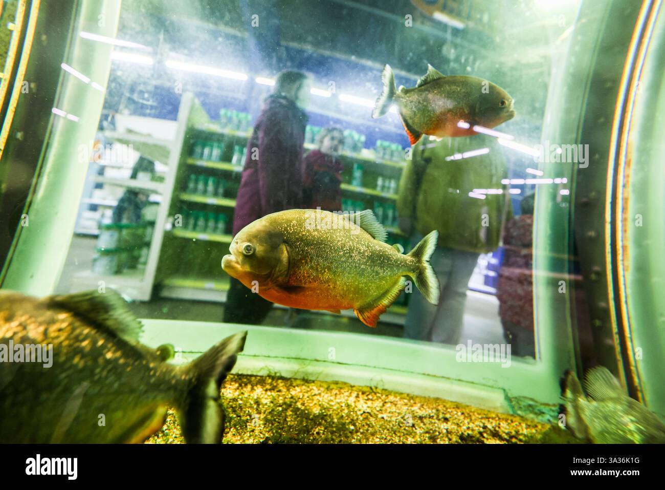 Duisburg, Germany. 14th Mar, 2025. A few piranhas can still be seen in ...
