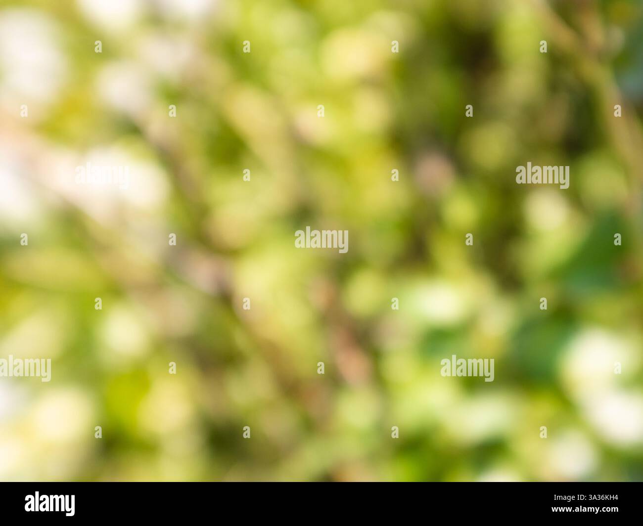 Abstract blurry green wallpaper Stock Photo - Alamy