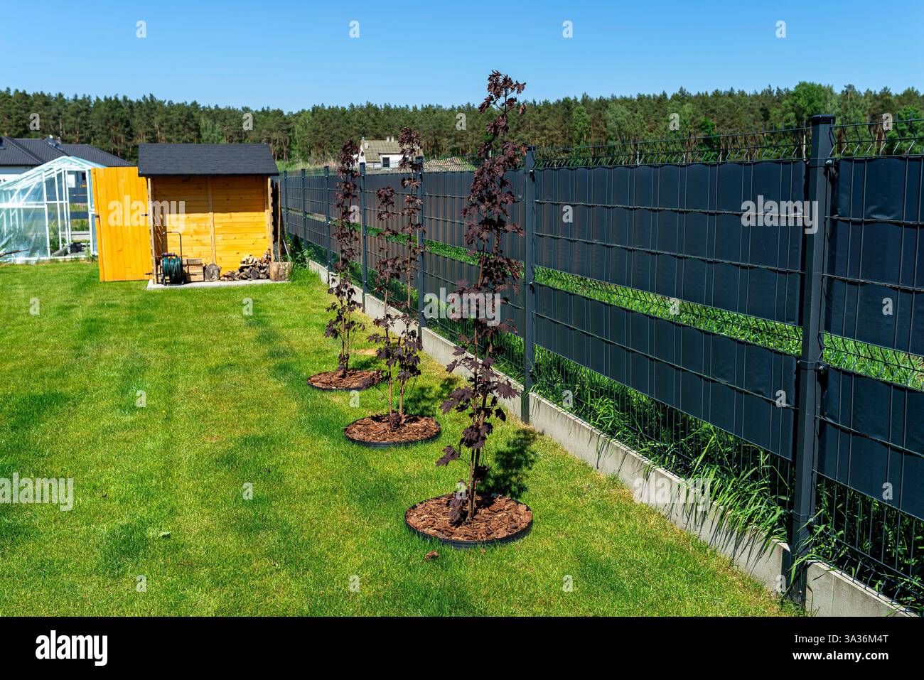 Small columnar maple trees planted in the garden in the bark Stock ...