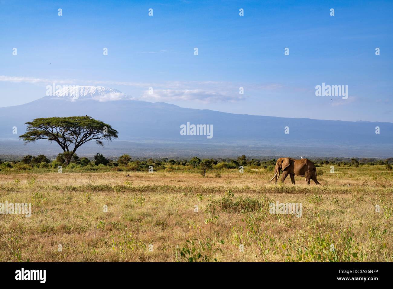African Elephant (Loxodonta africana). The elephant is known as Craig ...