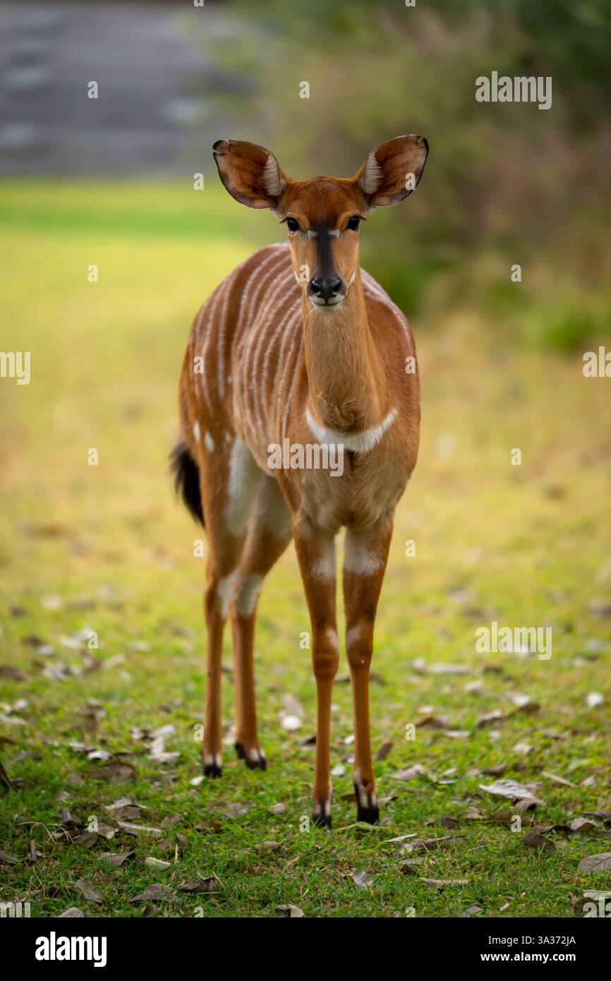 Female nyala stands on grass facing camera Stock Photo - Alamy