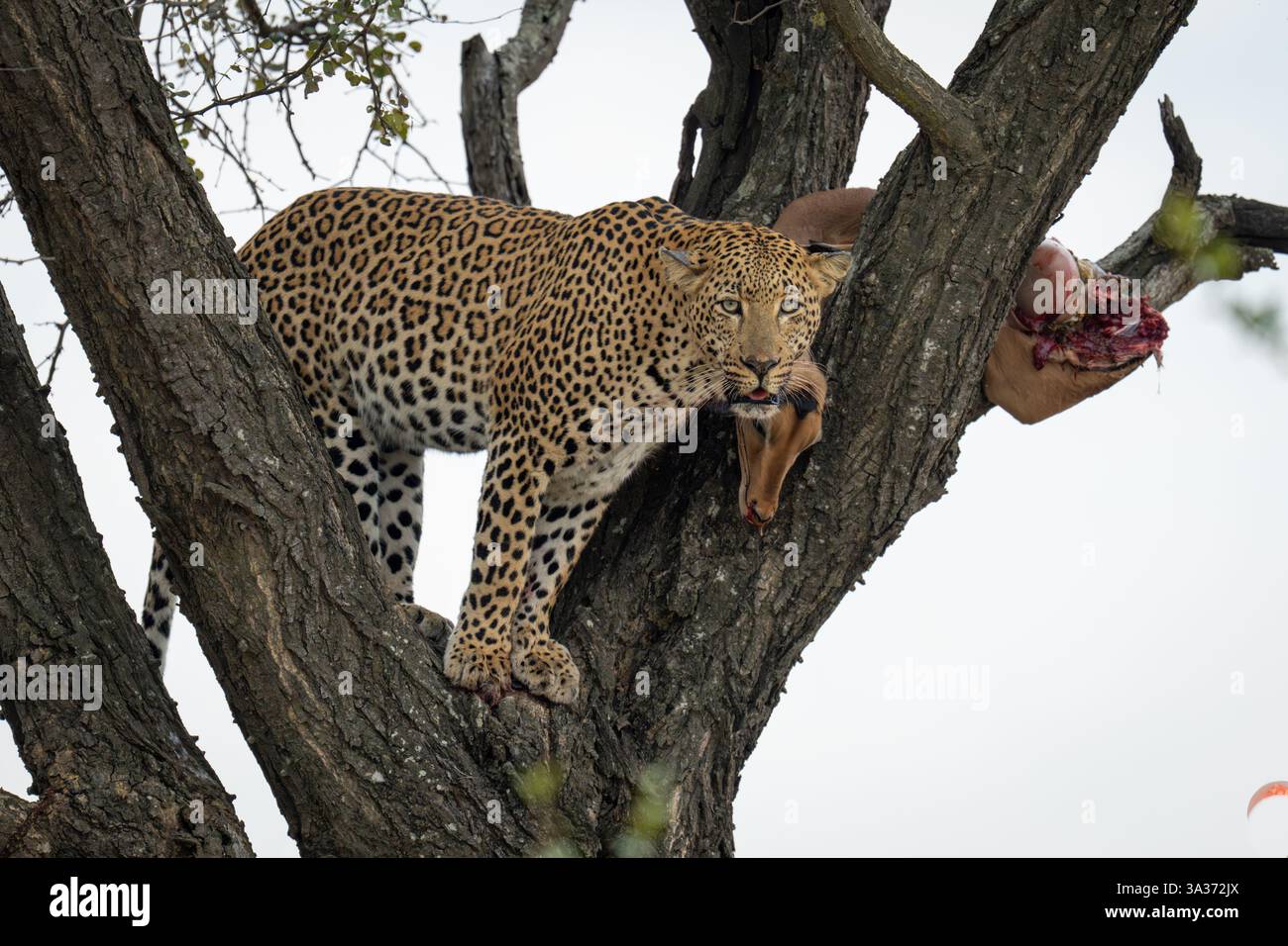 Male leopard stands in tree by impala Stock Photo - Alamy