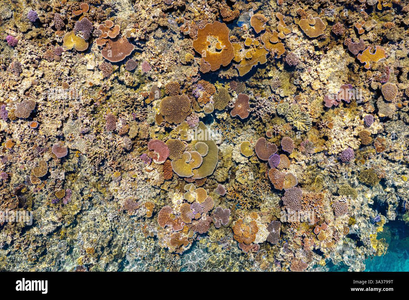 Aerial view of tropical coral reef in the Pacific Ocean in between ...