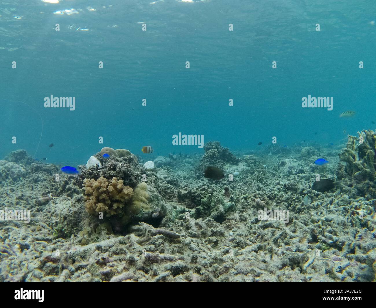Underwater, small fish and coral reefs Stock Photo - Alamy