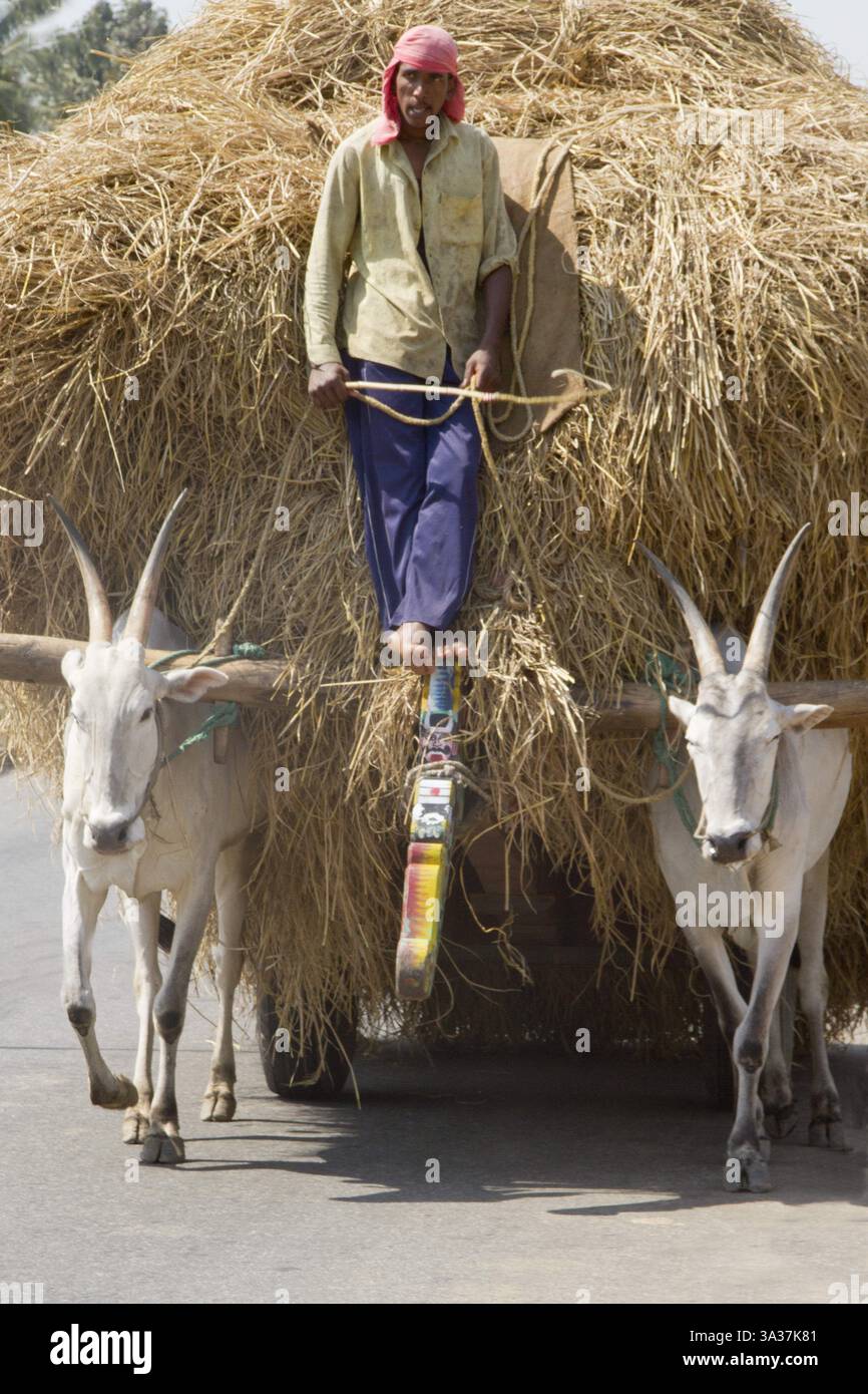 Bullock cart overload hi-res stock photography and images - Alamy