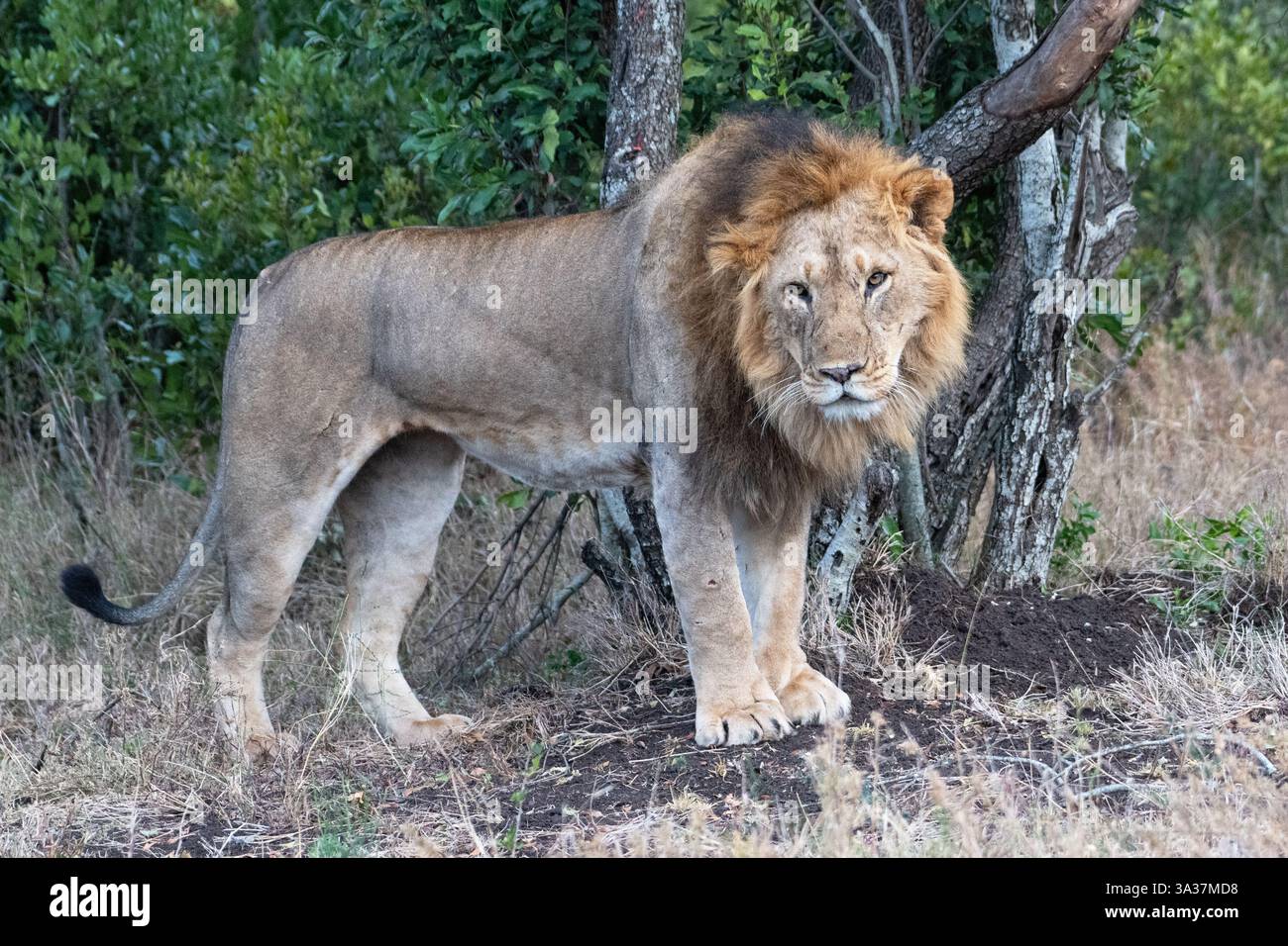 Male African lion (Panthera leo Stock Photo - Alamy