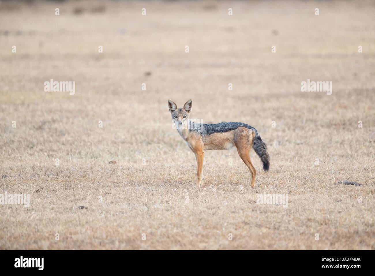 Black-backed jackal (Canis mesomelas), also known as the silver-backed jackal Stock Photo - Alamy