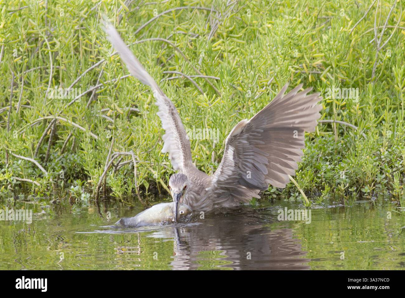 April 1, 2013 - Juvenile Black-Crowned Night-Heron called Auku'u in ...