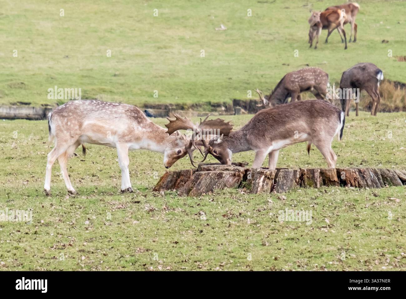 Herds fallow bucks hi-res stock photography and images - Alamy
