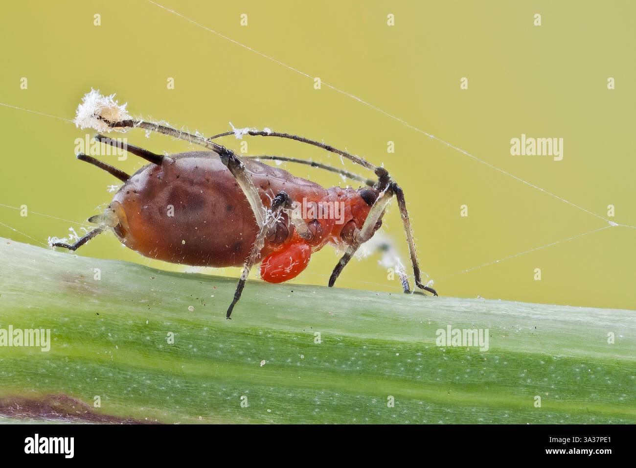 Nov. 3, 2013 - Spain - An Aphid under attack!!. Image shows the aphid ...
