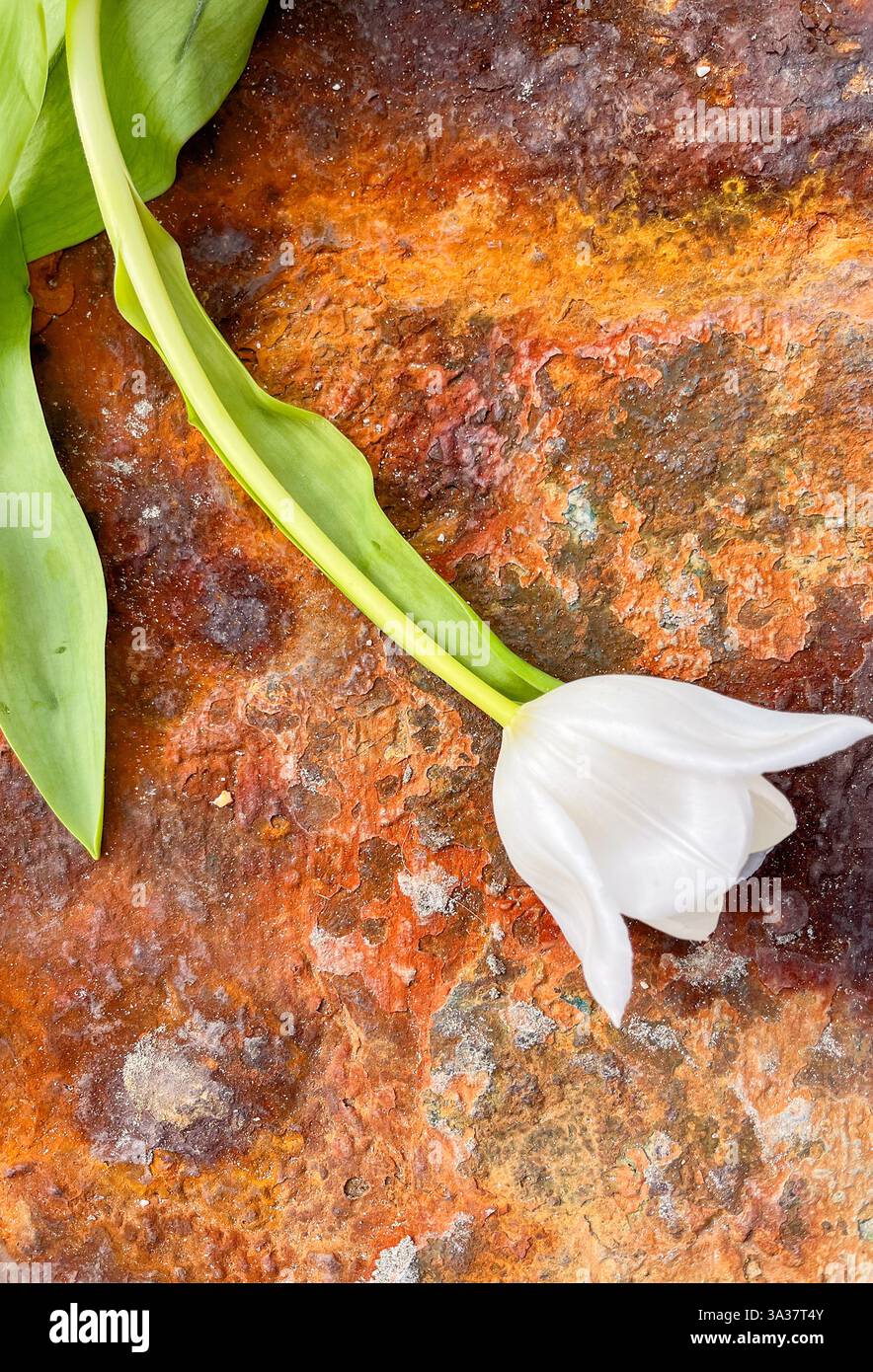 White flower over a rustic rust surface. Concept contrasting of between ...