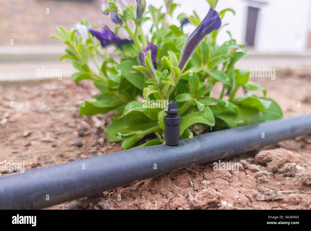 Adjustable dropper for irrigation system at work. Ground view Stock ...