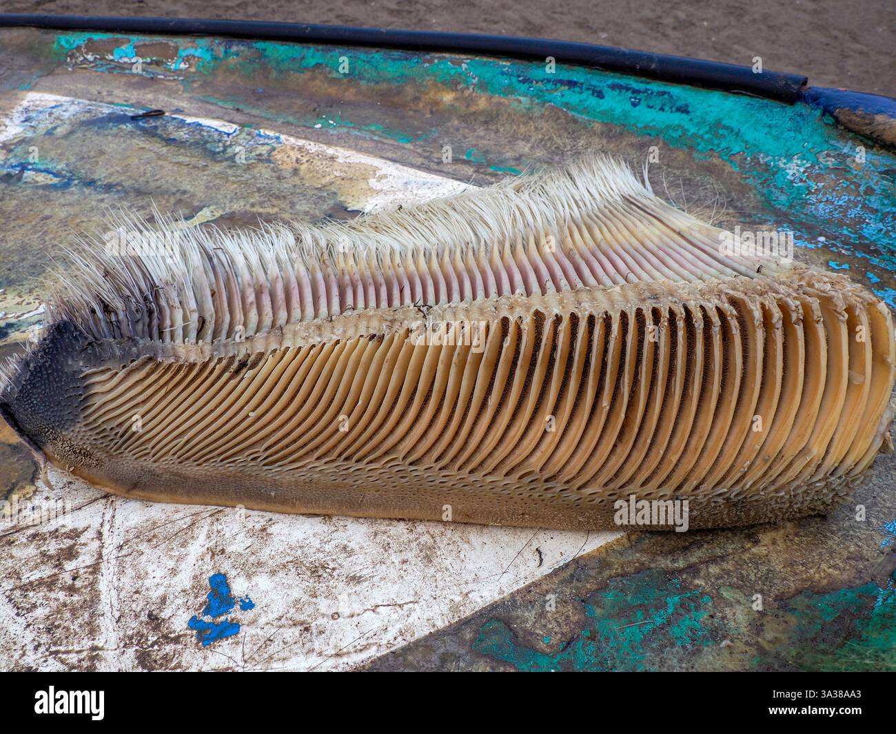 A just dead grey whale baleen detail close up Stock Photo - Alamy