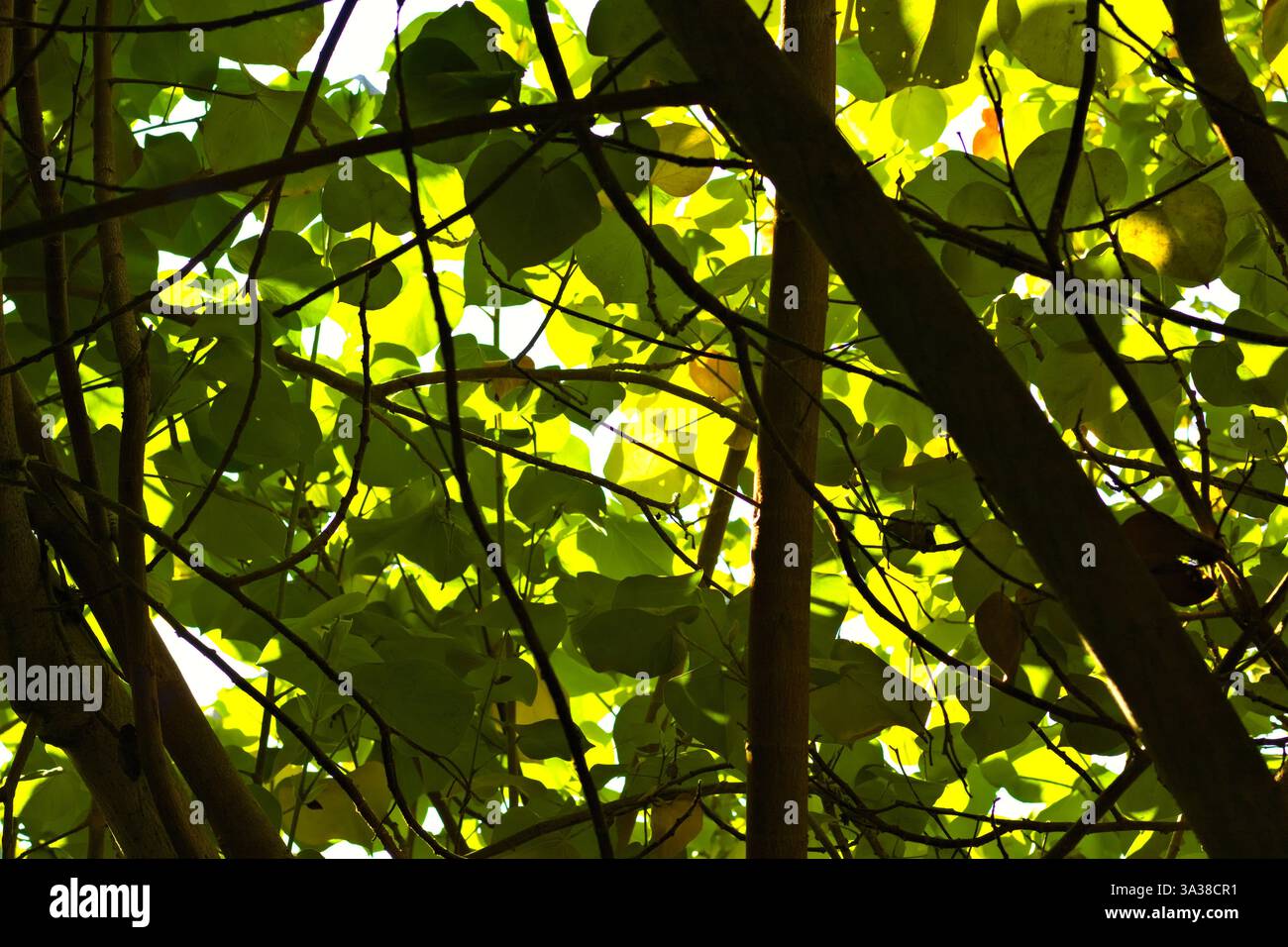 sunlight peeking through tree leaves Stock Photo - Alamy
