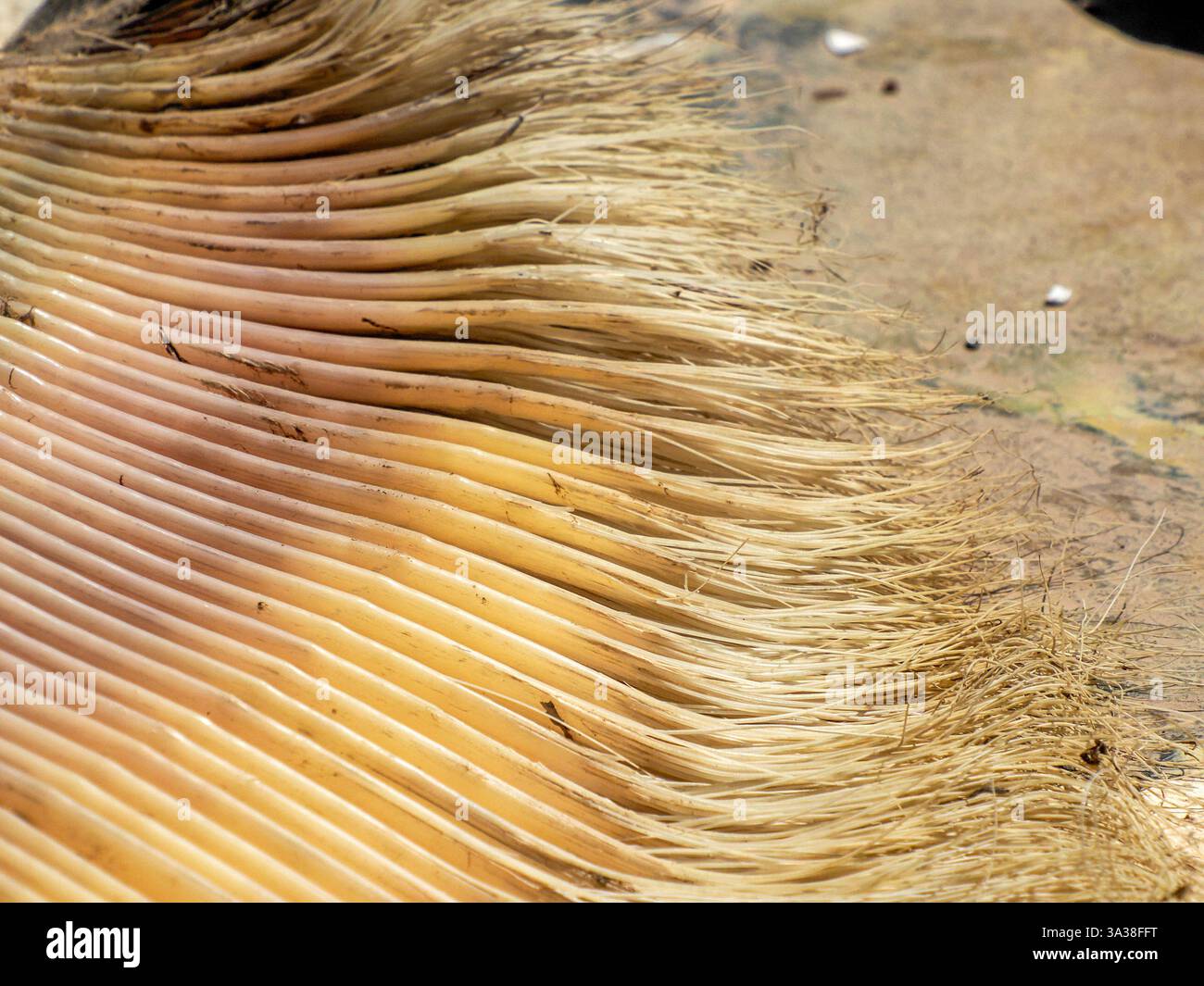 A just dead grey whale baleen detail close up Stock Photo - Alamy