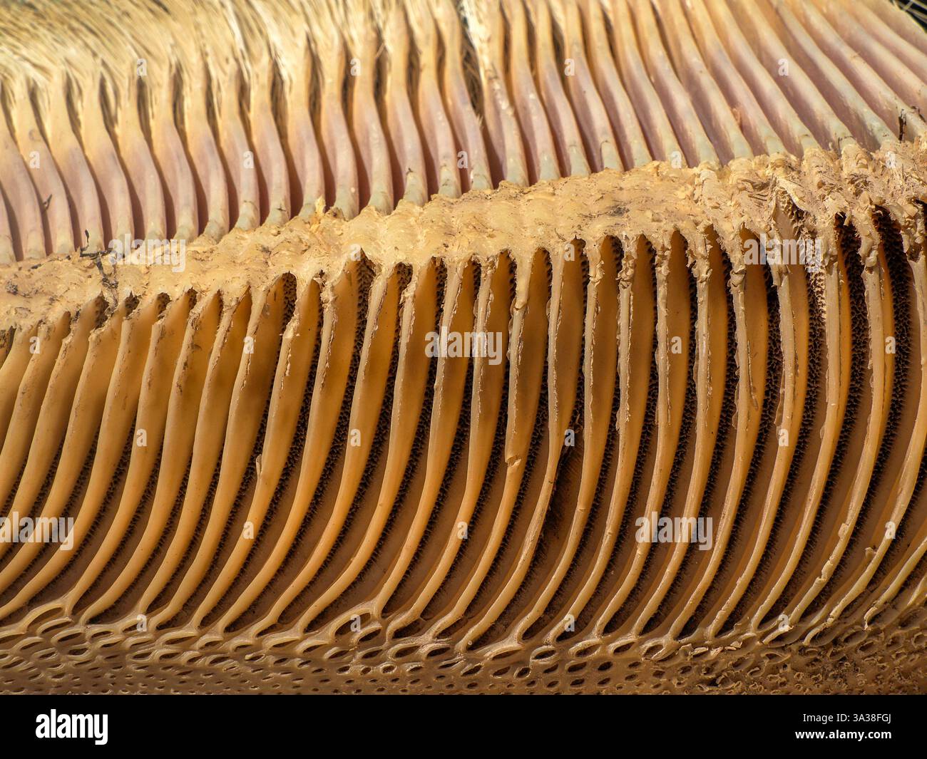 A just dead grey whale baleen detail close up Stock Photo - Alamy