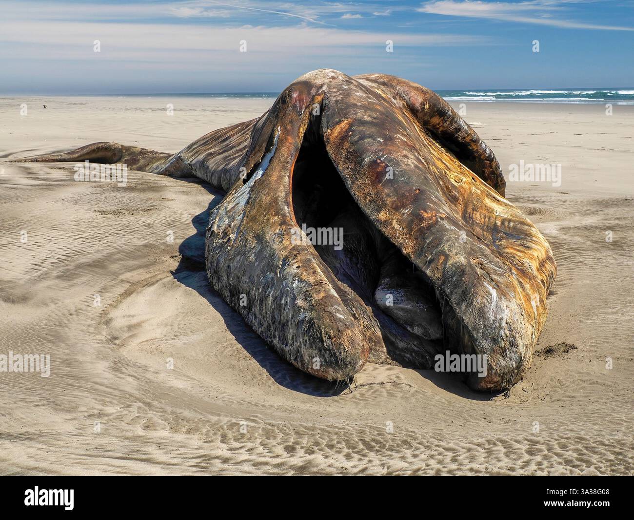 a dead Male gray whale on the shore of bahia magdalena baja california ...