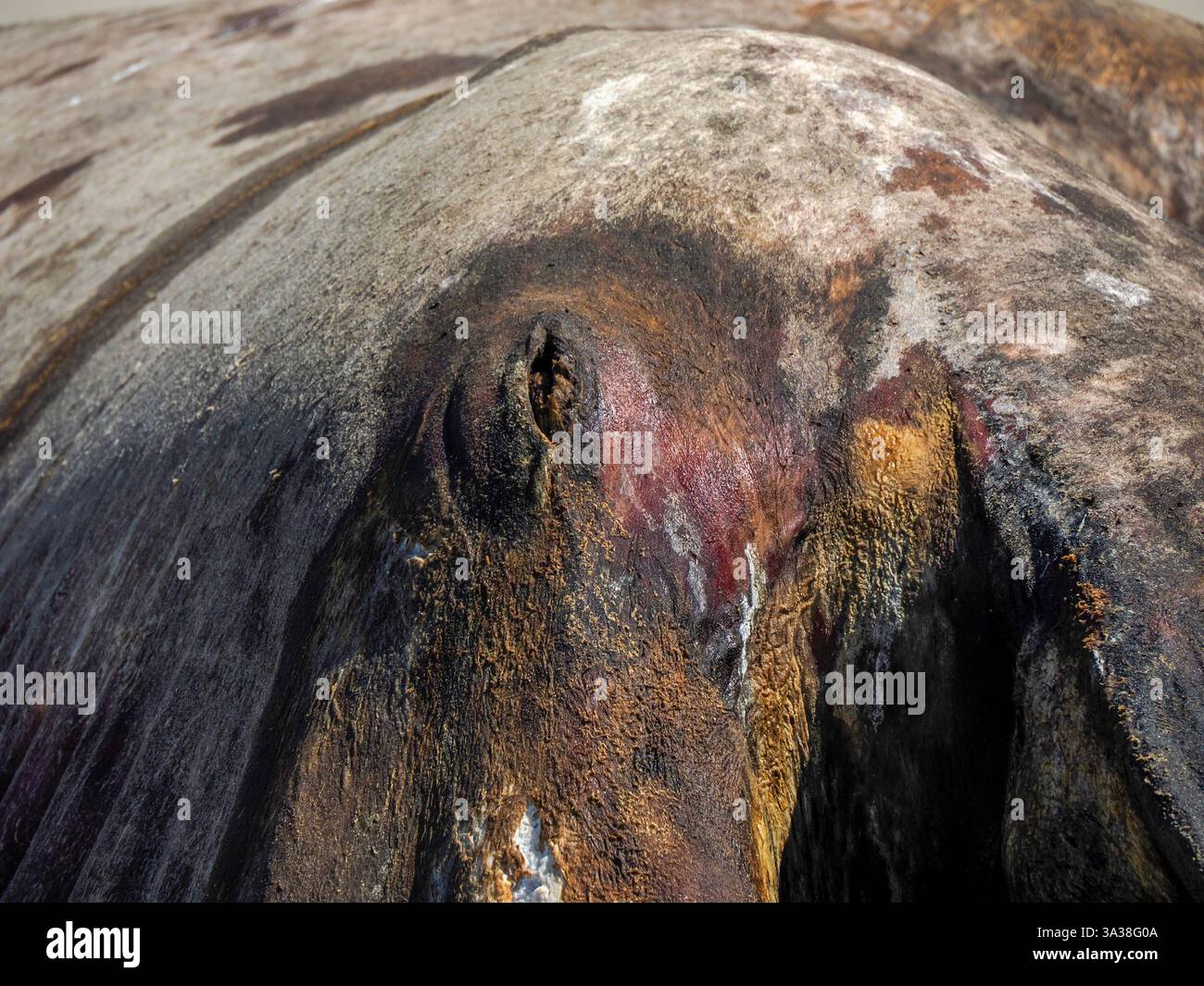 detail of the eye of a dead Male gray whale on the shore of bahia ...