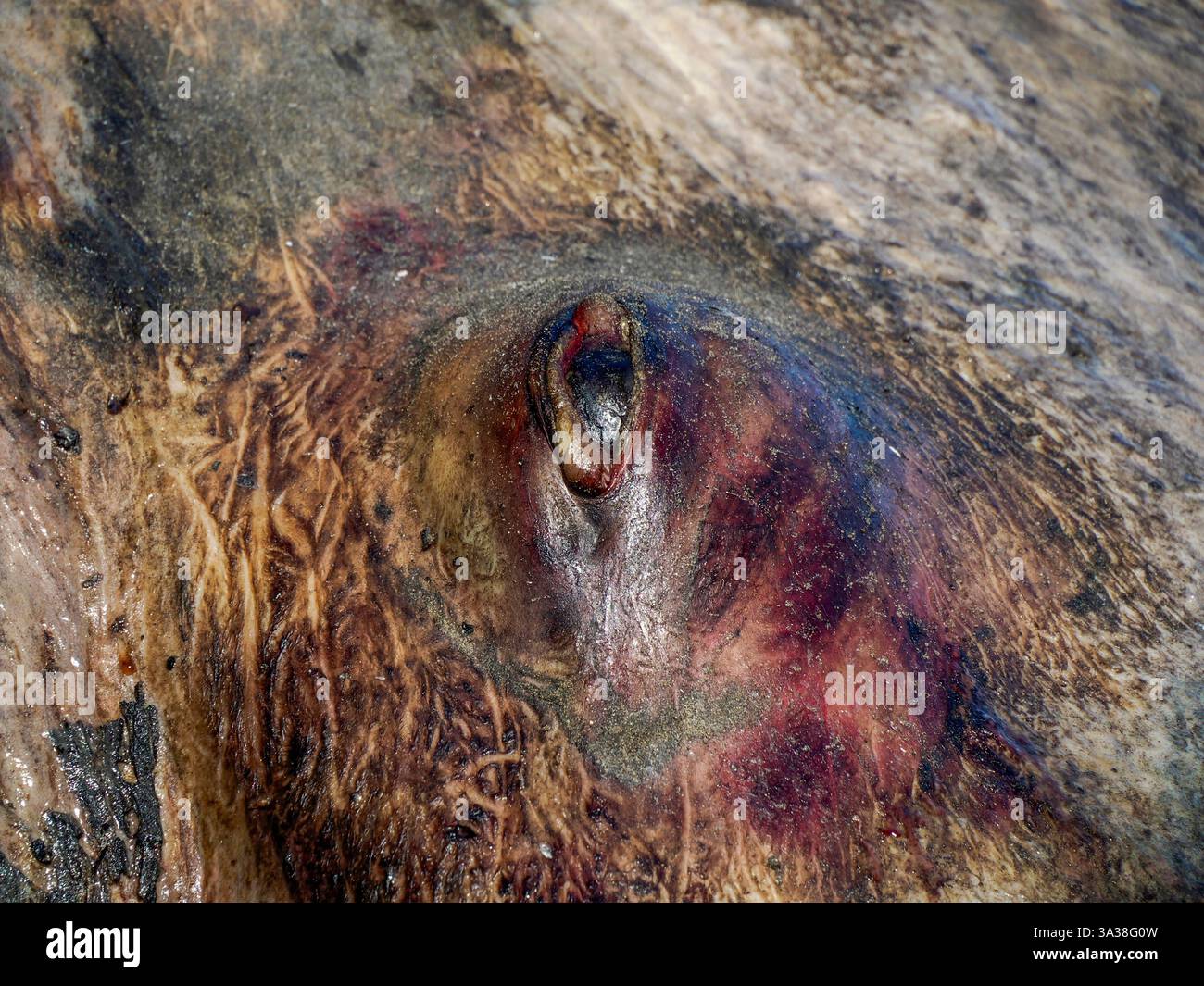 detail of the eye of a dead Male gray whale on the shore of bahia ...